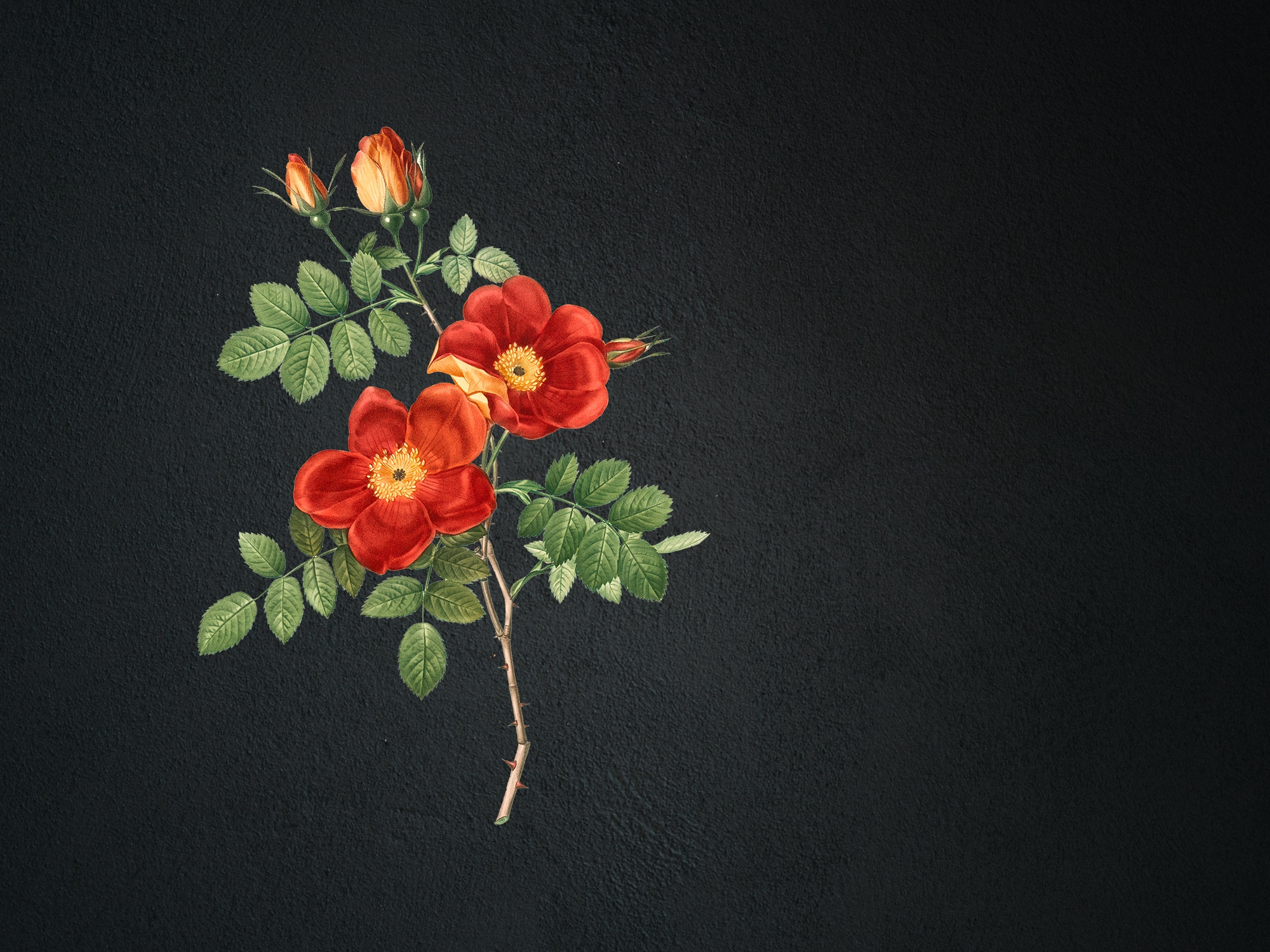 Rosemary Woodburn | Online-RSVP.com